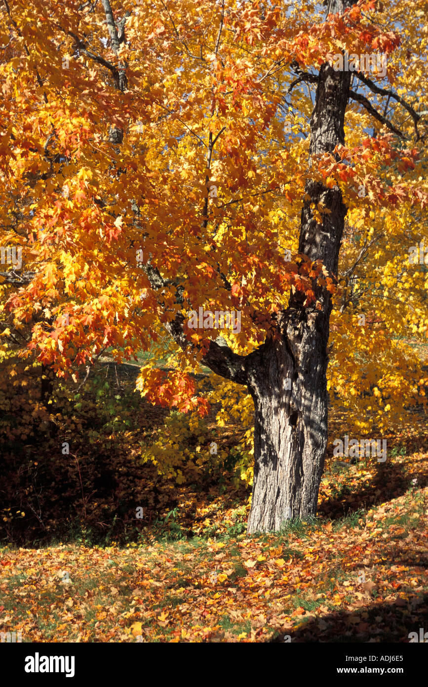 Fall leaves beside maple tree hi-res stock photography and images - Alamy