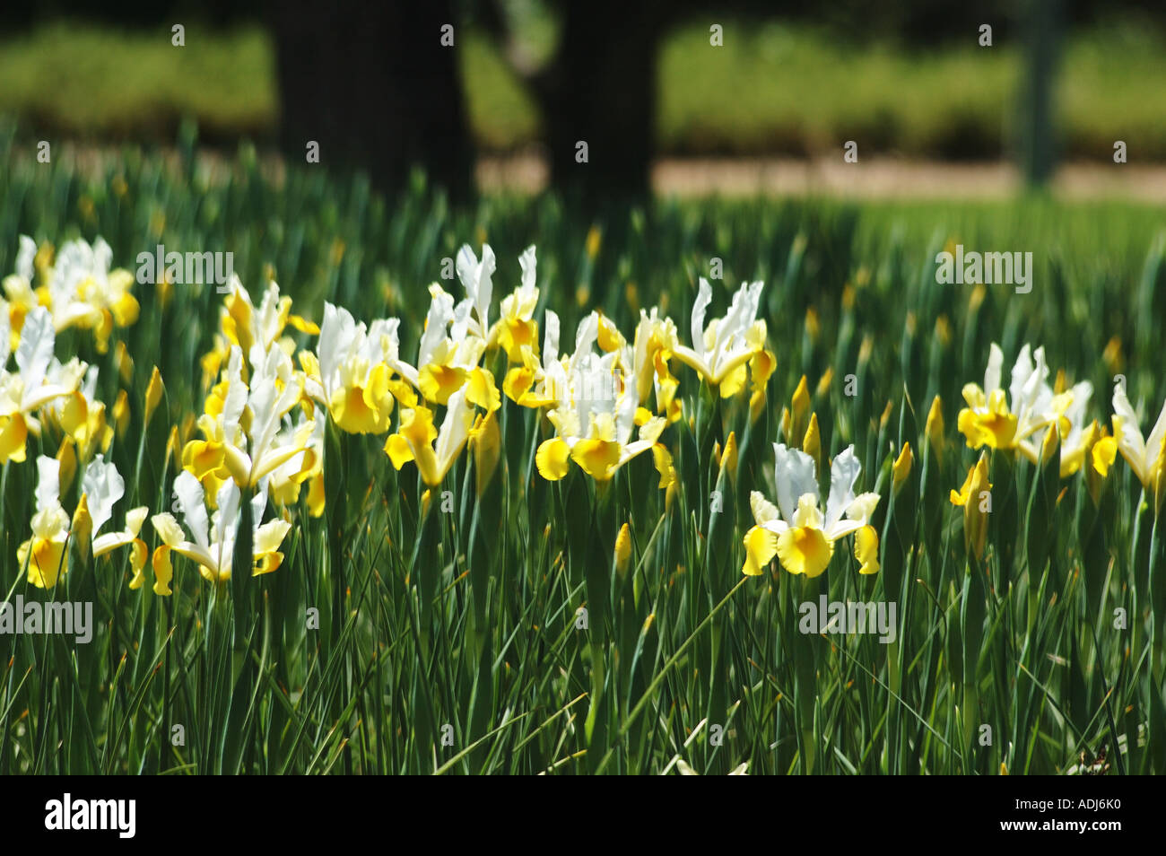 Sprouting Lily High Resolution Stock Photography and Images - Alamy