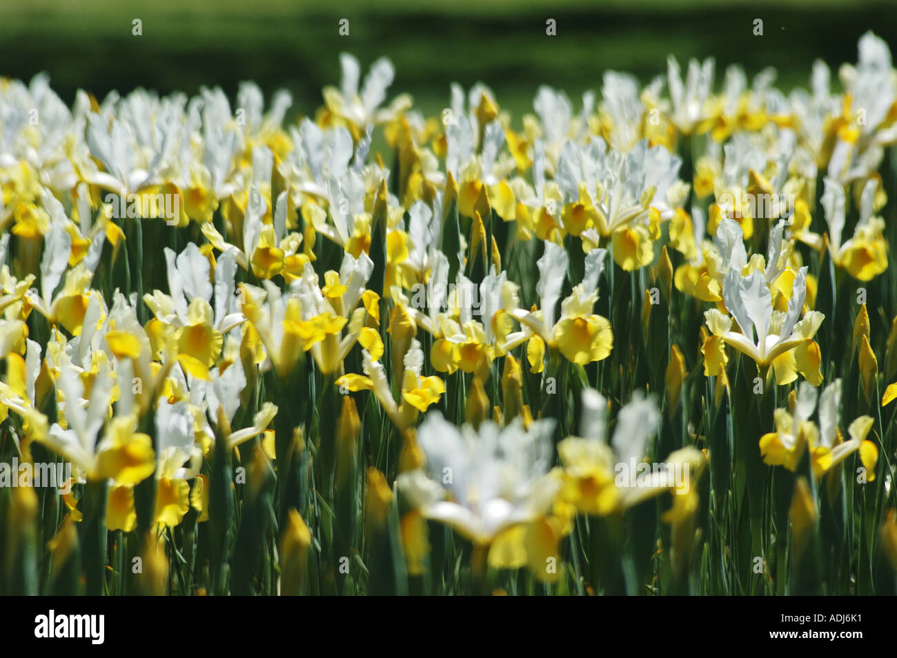 Iris spread hi-res stock photography and images - Alamy