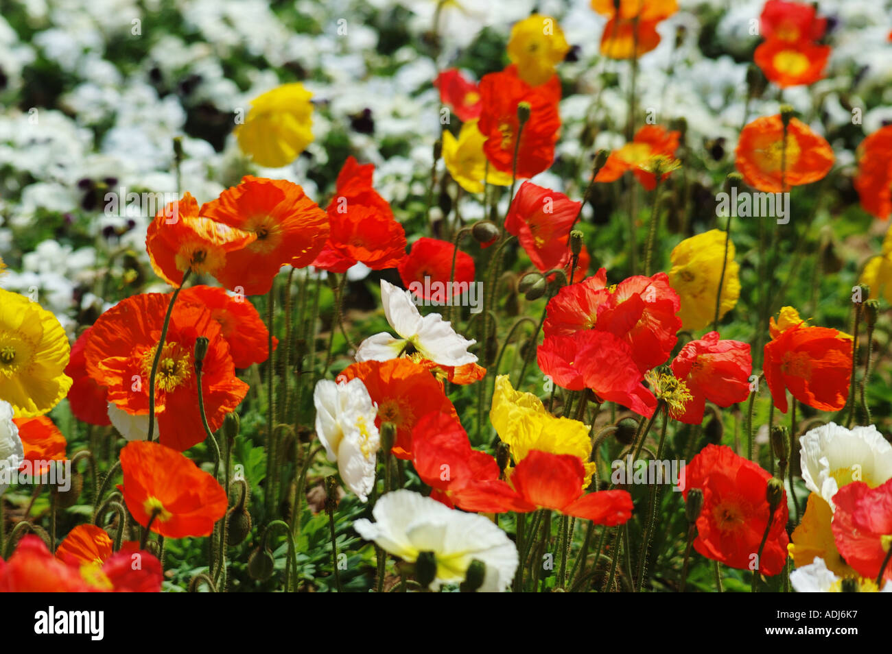 Pompon lily hi-res stock photography and images - Alamy