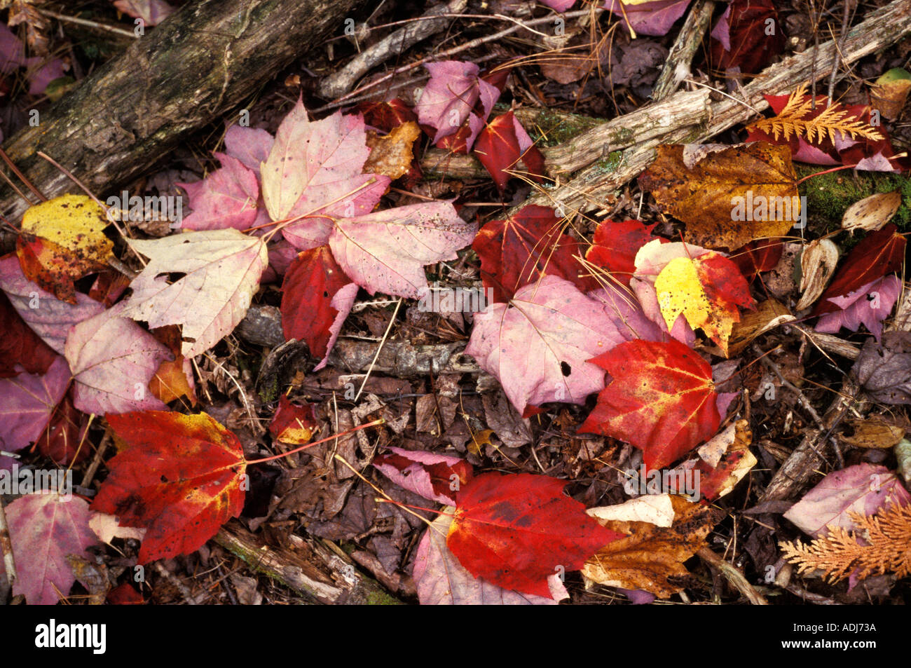 Death season cycles hi-res stock photography and images - Alamy