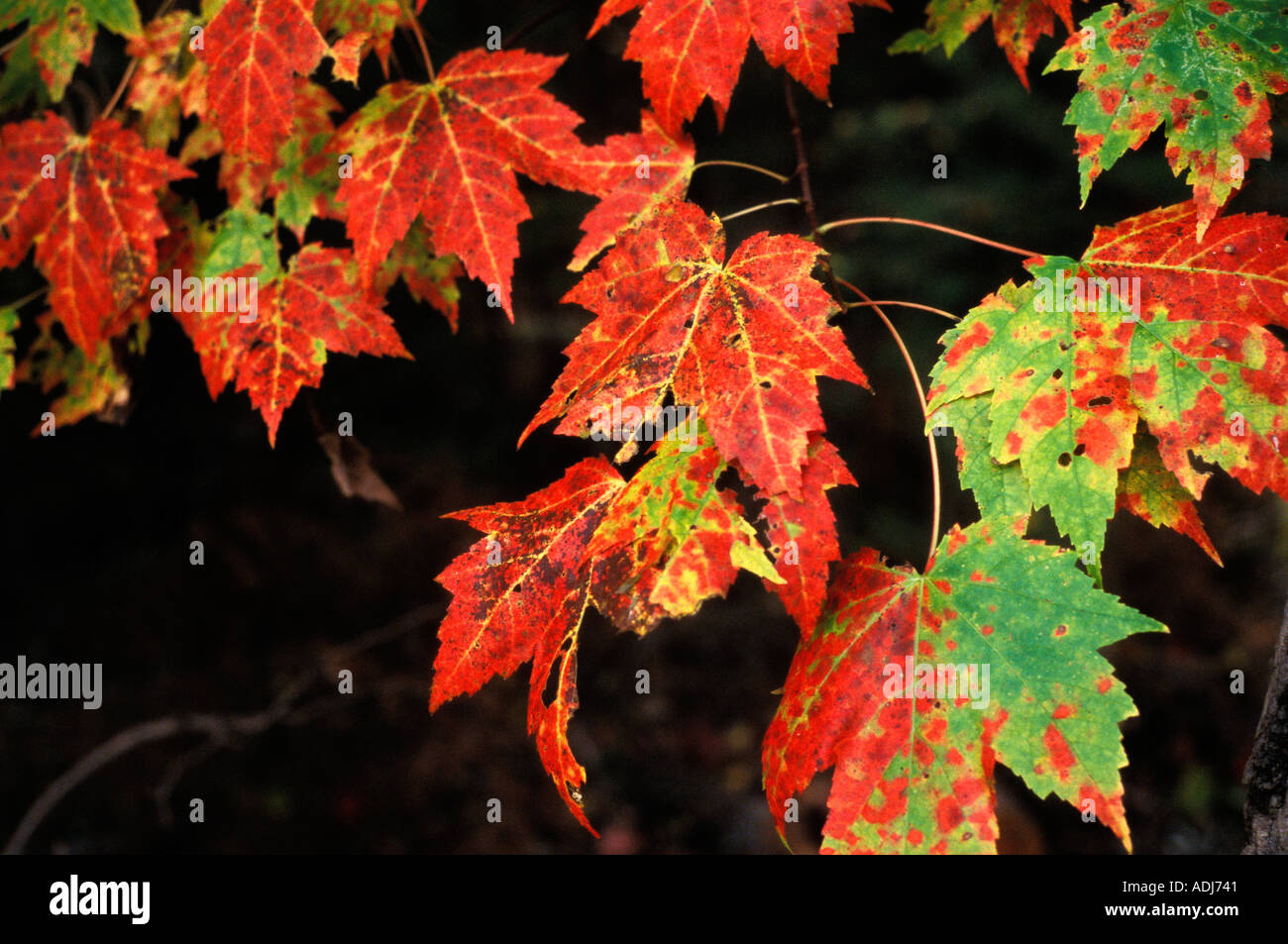 Background maple hi-res stock photography and images - Alamy