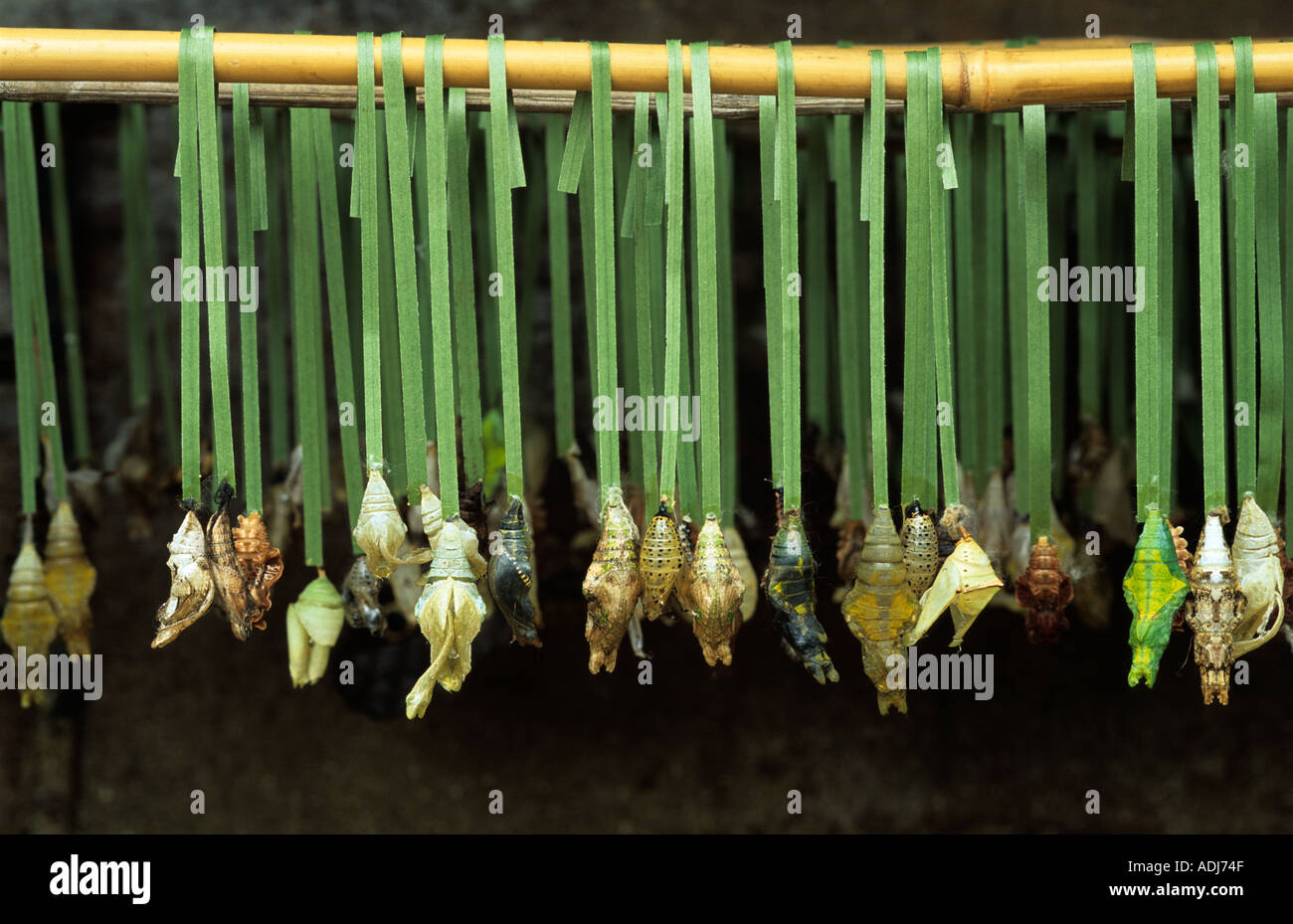 Butterfly pupae hi-res stock photography and images - Alamy