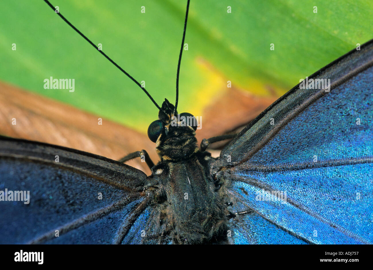 Blue Morpho Butterfly Stock Photo - Alamy