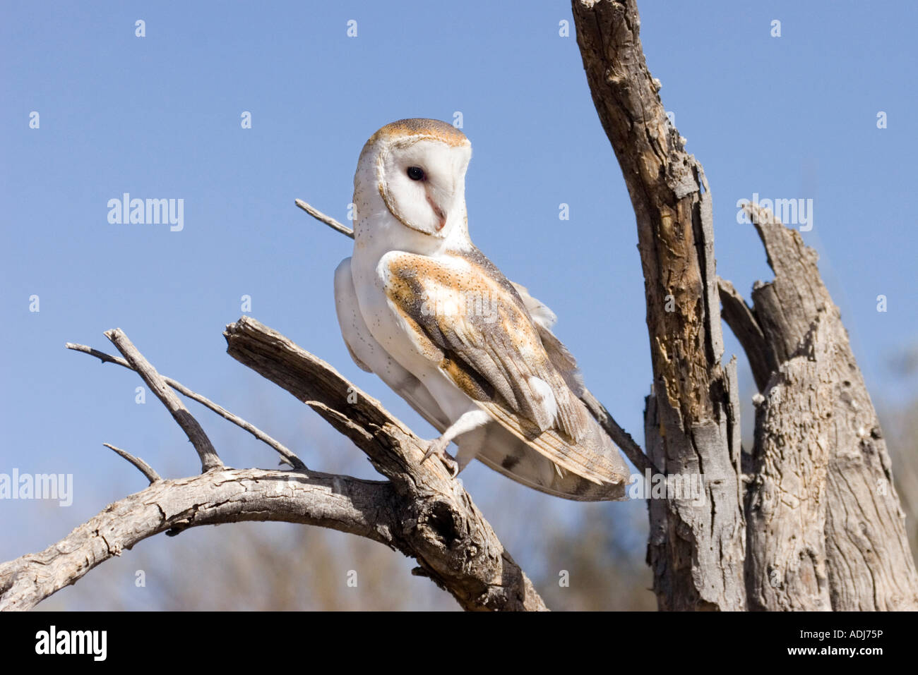 Barn Owl Tyto alba Arizona Sonora Desert Museum Tucson Arizona USA 15 ...