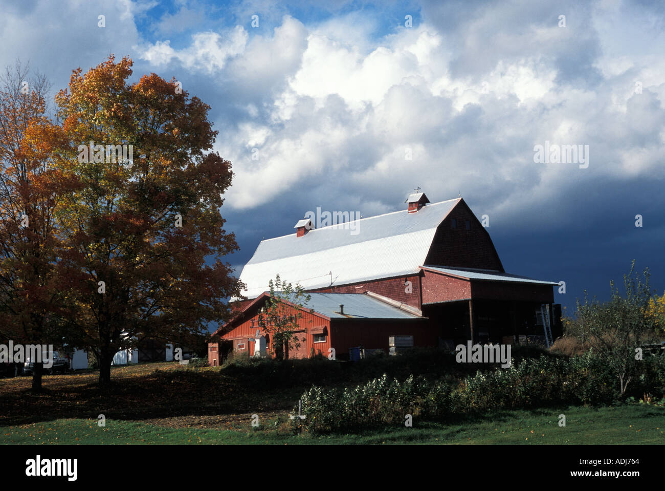 Red barn framed by orange maple leaves in fall with a stormy sky behind ...