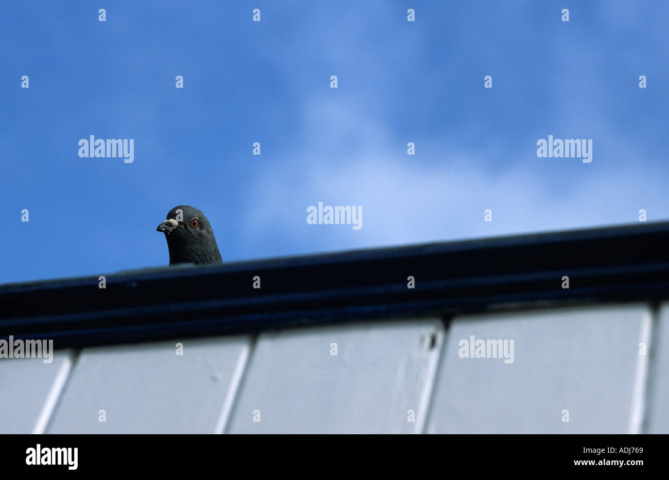 Pigeon peeping over beach hut Stock Photo - Alamy