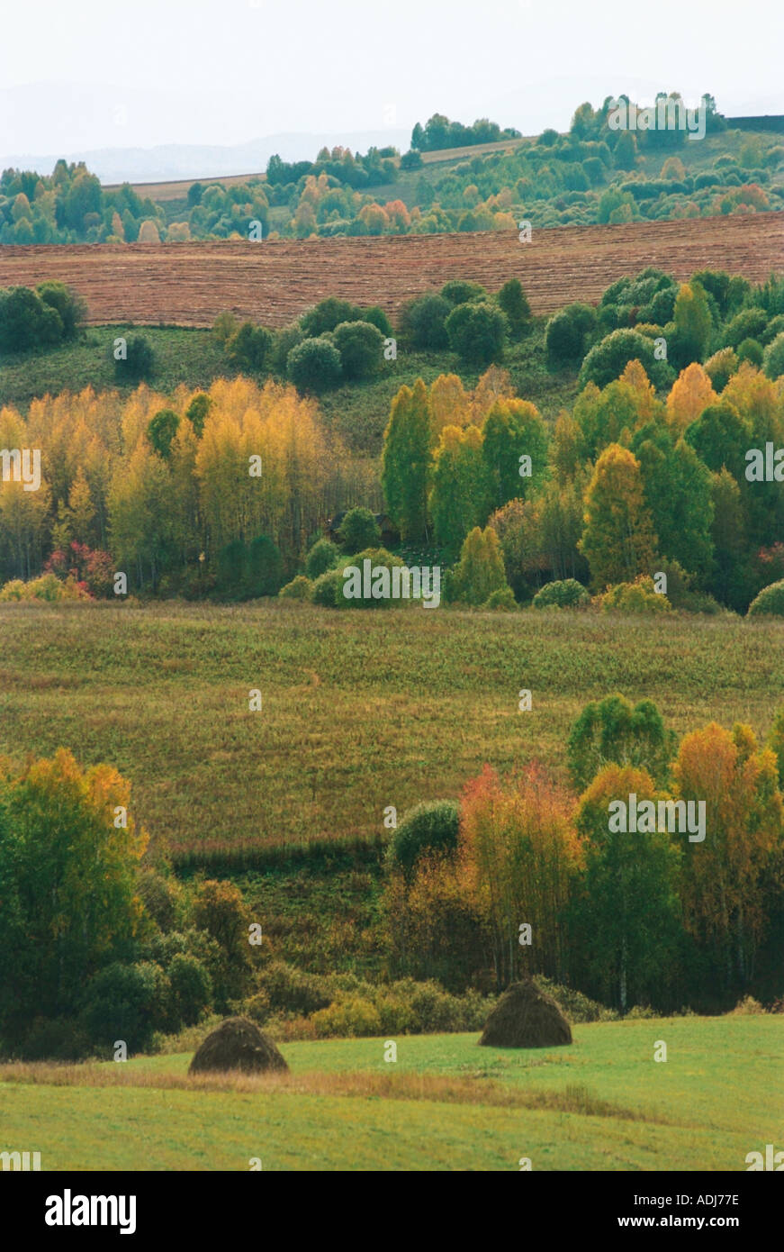 Buckwheat field after harvesting campaign and autumnal bushes Altai ...