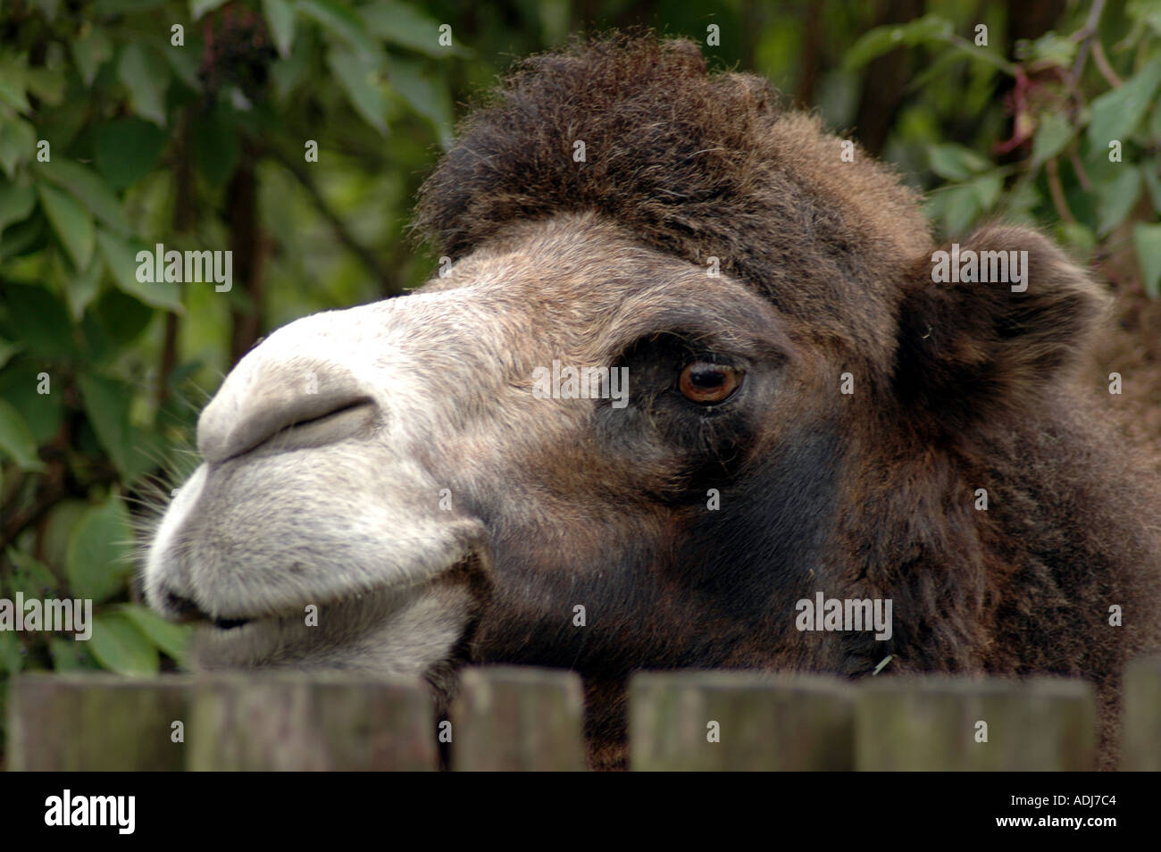 Camel in zoo close hi-res stock photography and images - Alamy