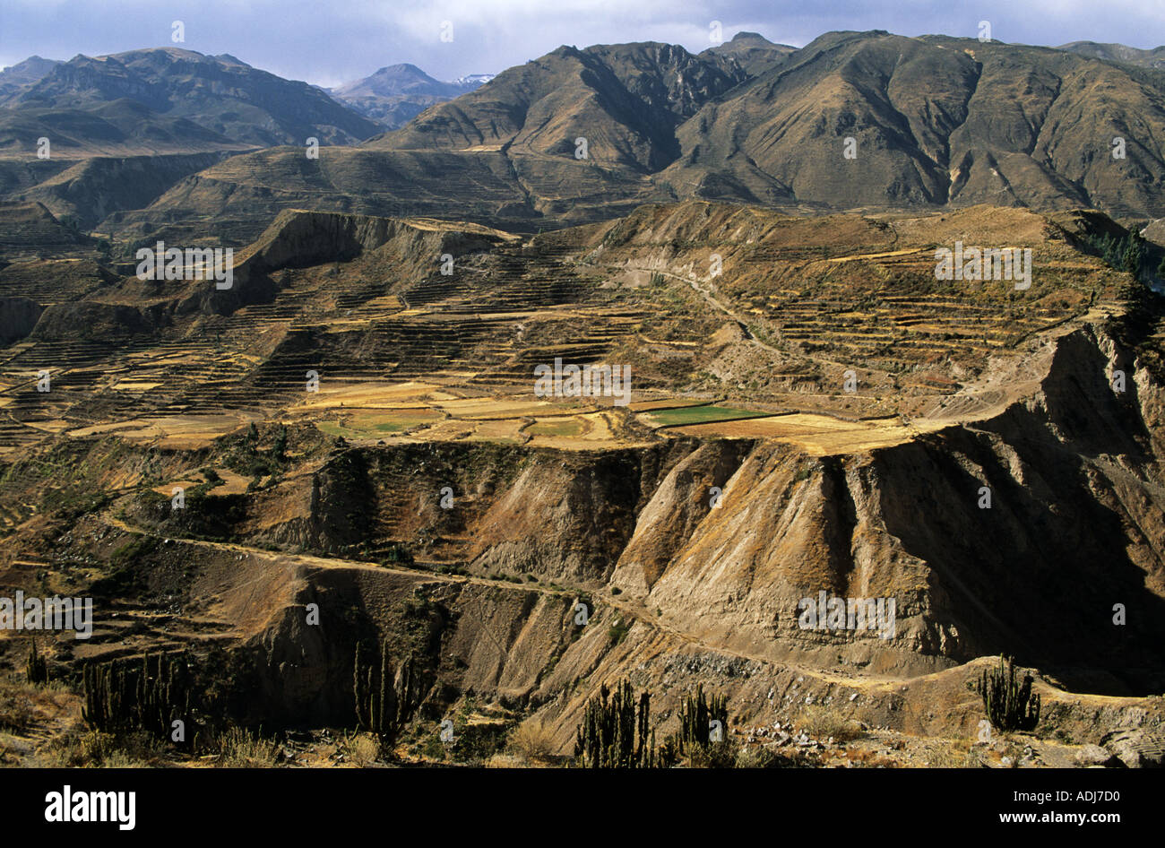 Agricultural terraces peru pre inca hi-res stock photography and images ...