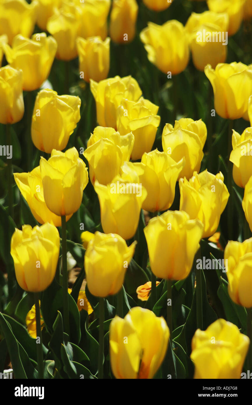 Botanical garden massive tulips hi-res stock photography and images - Alamy