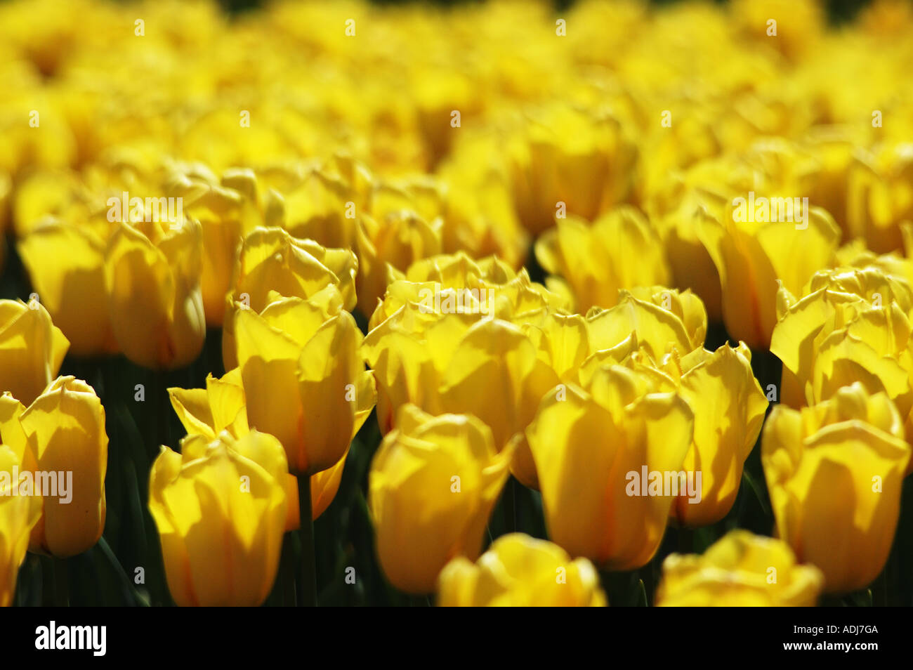 Dreamy posy hi-res stock photography and images - Alamy