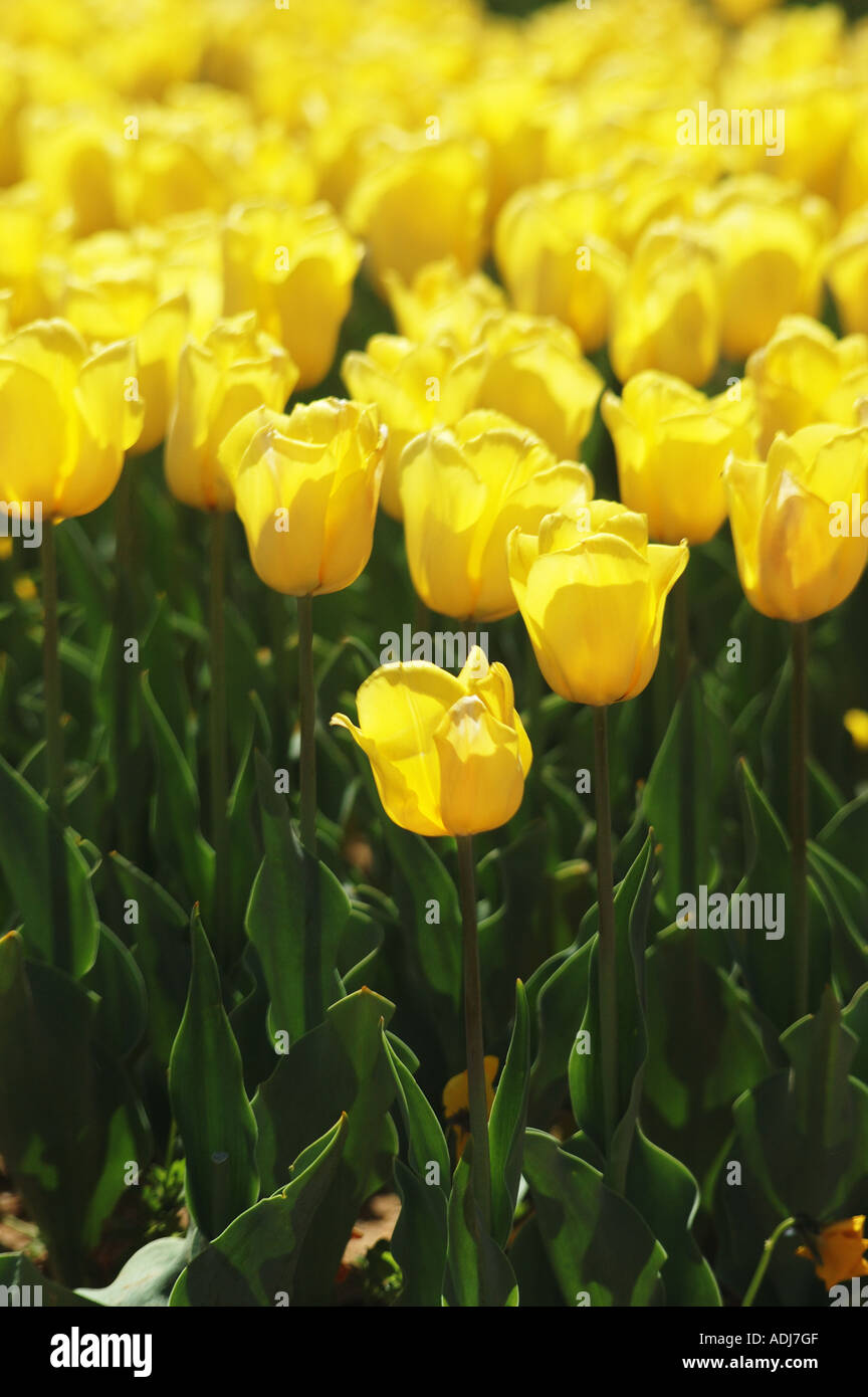 Botanical garden massive tulips hi-res stock photography and images - Alamy