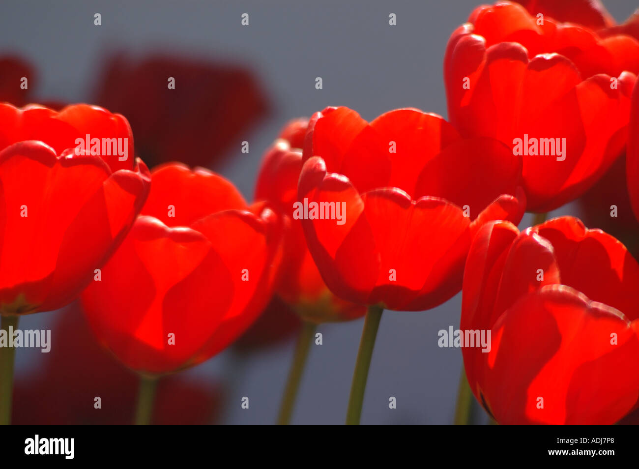 Botanical garden massive tulips hi-res stock photography and images - Alamy