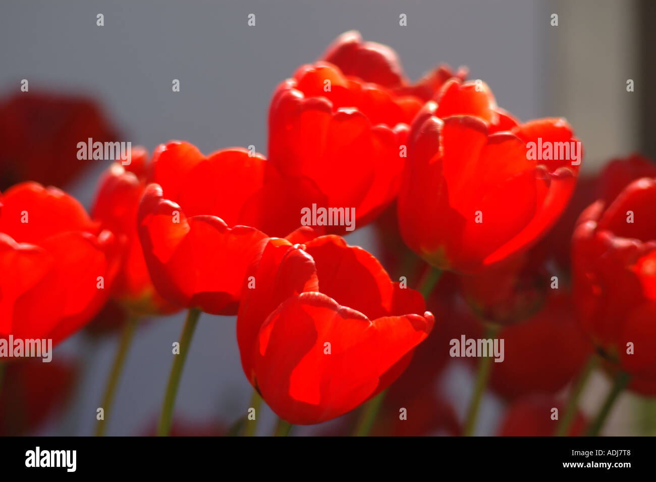 Botanical garden massive tulips hi-res stock photography and images - Alamy
