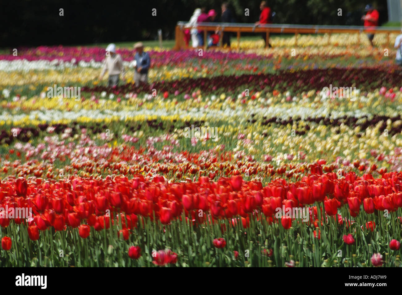 field mixed colour with people Stock Photo - Alamy