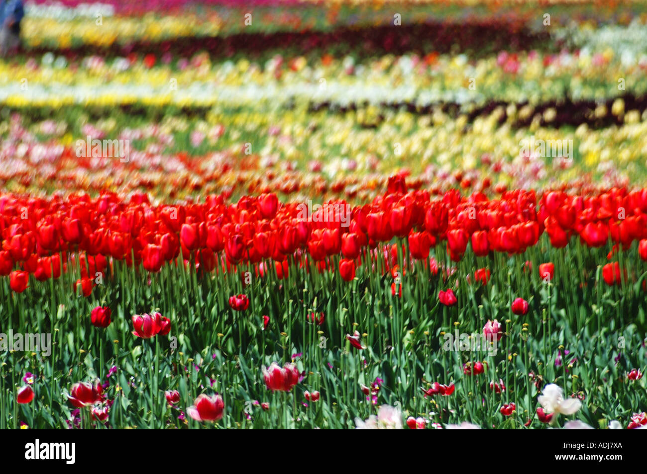 Delightful colour hi-res stock photography and images - Alamy