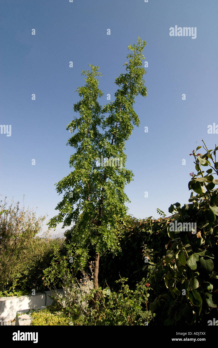 Chinese date tree hi-res stock photography and images - Alamy