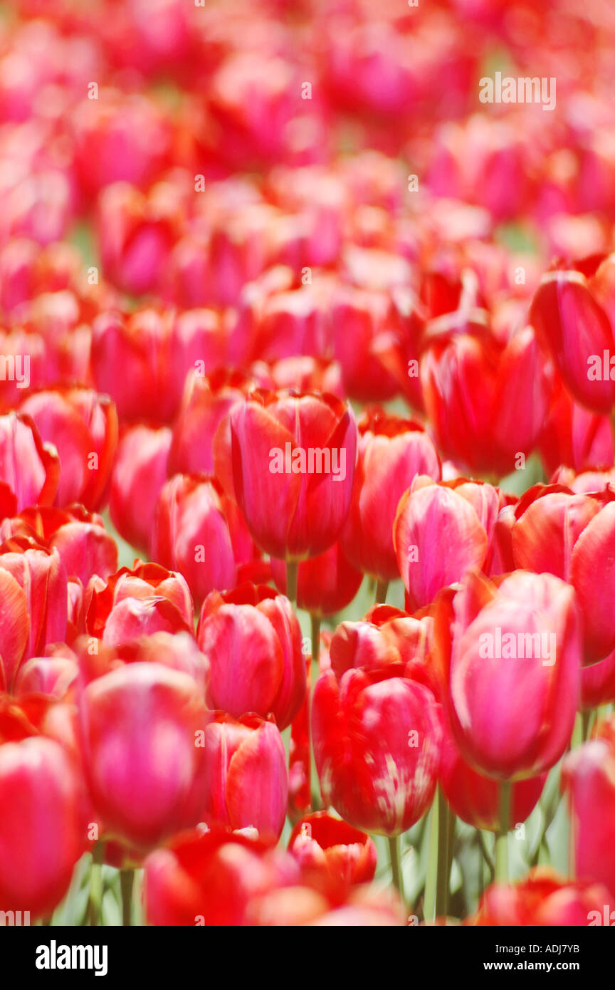 Massed display Cut Out Stock Images & Pictures - Alamy