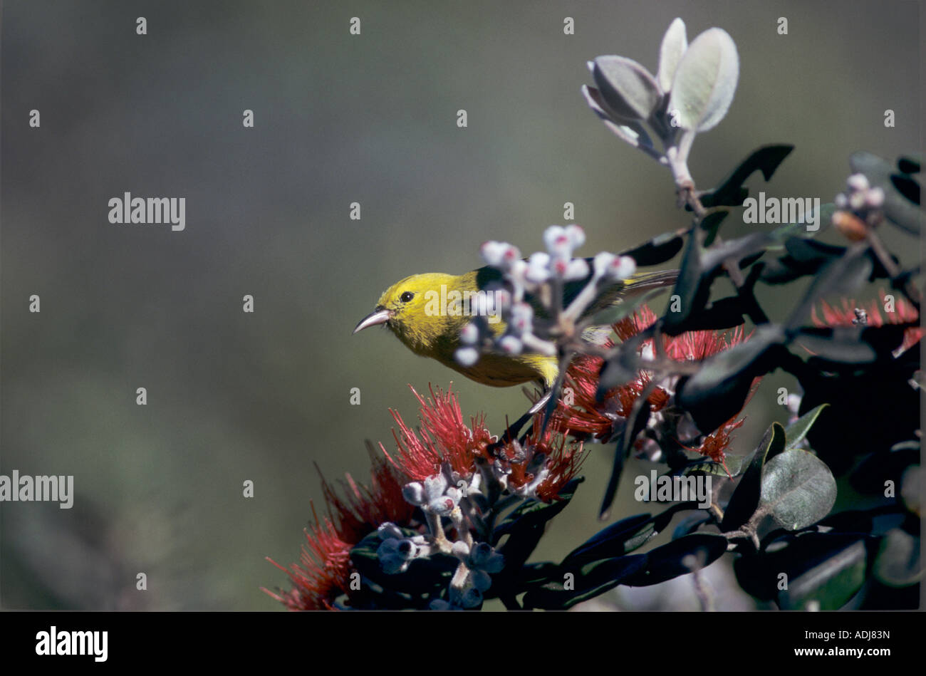 Anianiau Hemignathus parvus male feeding on blossom of Ohi a lehua tree ...