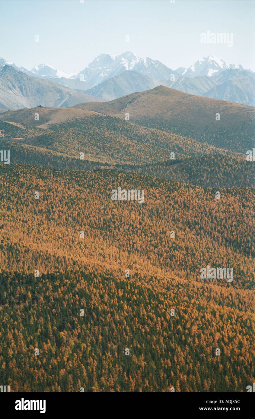 Endless Siberian taiga The Achick Gorge Altai Russia Stock Photo - Alamy