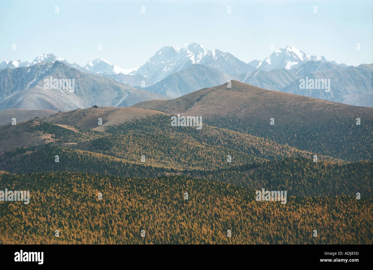 Endless Siberian taiga The Achick Gorge Altai Russia Stock Photo - Alamy