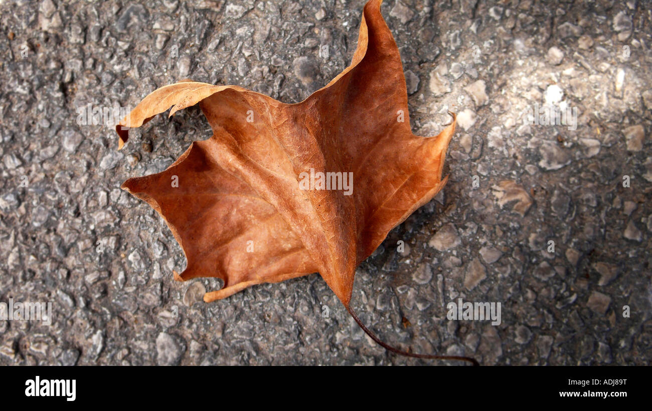 Curled leaf hi-res stock photography and images - Alamy