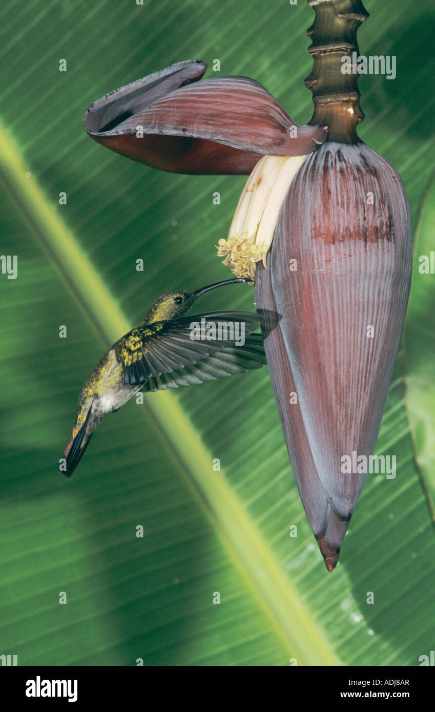 Antillean Mango Hummingbird Anthracothorax dominicus male feeding on ...