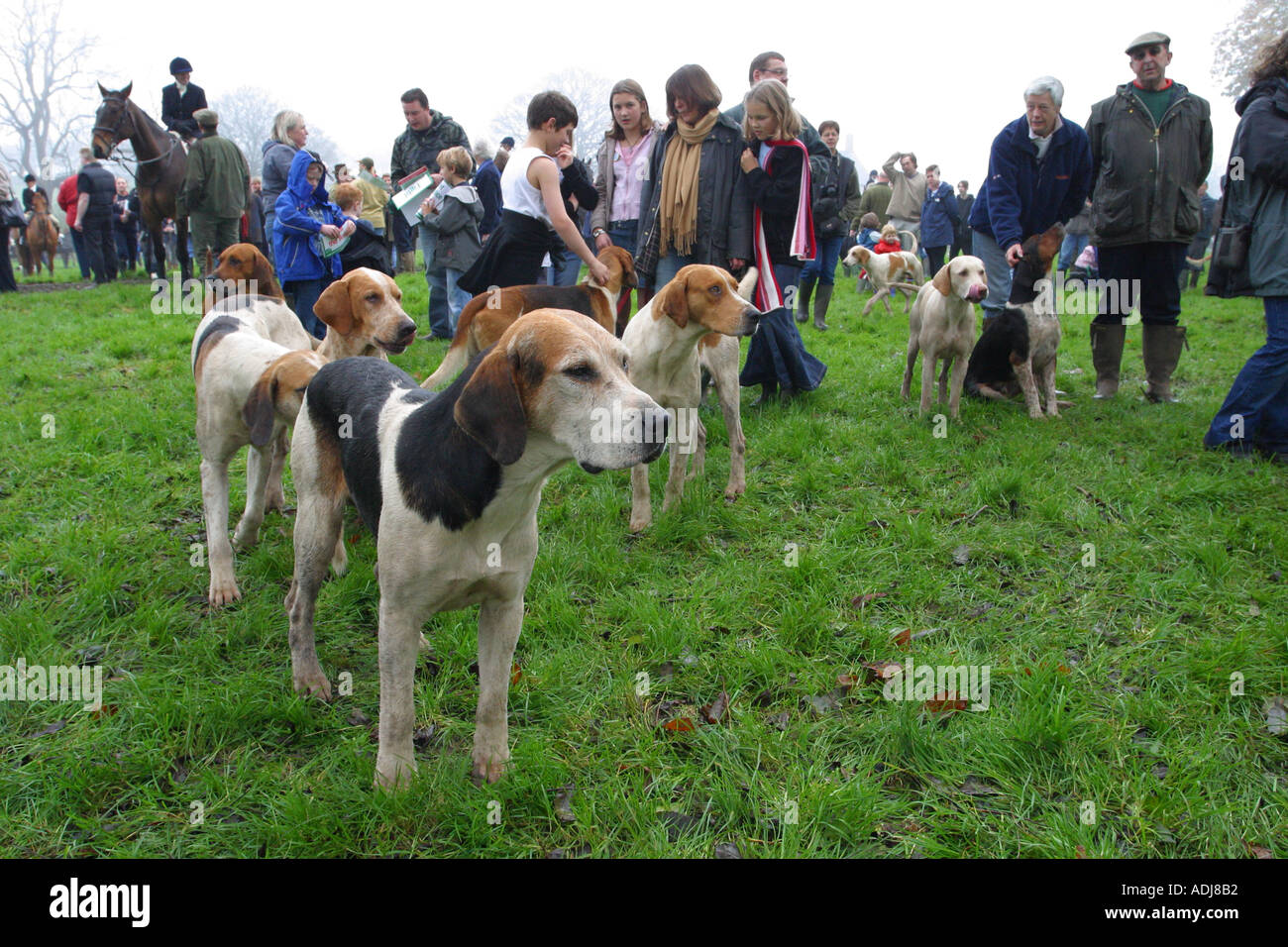 Fox hunting hounds mix with hunt supporters at a fox hunt in the Mendip ...
