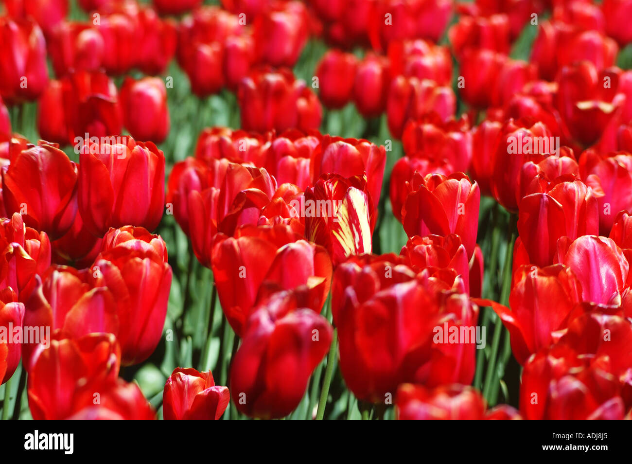 Botanical garden massive tulips hi-res stock photography and images - Alamy