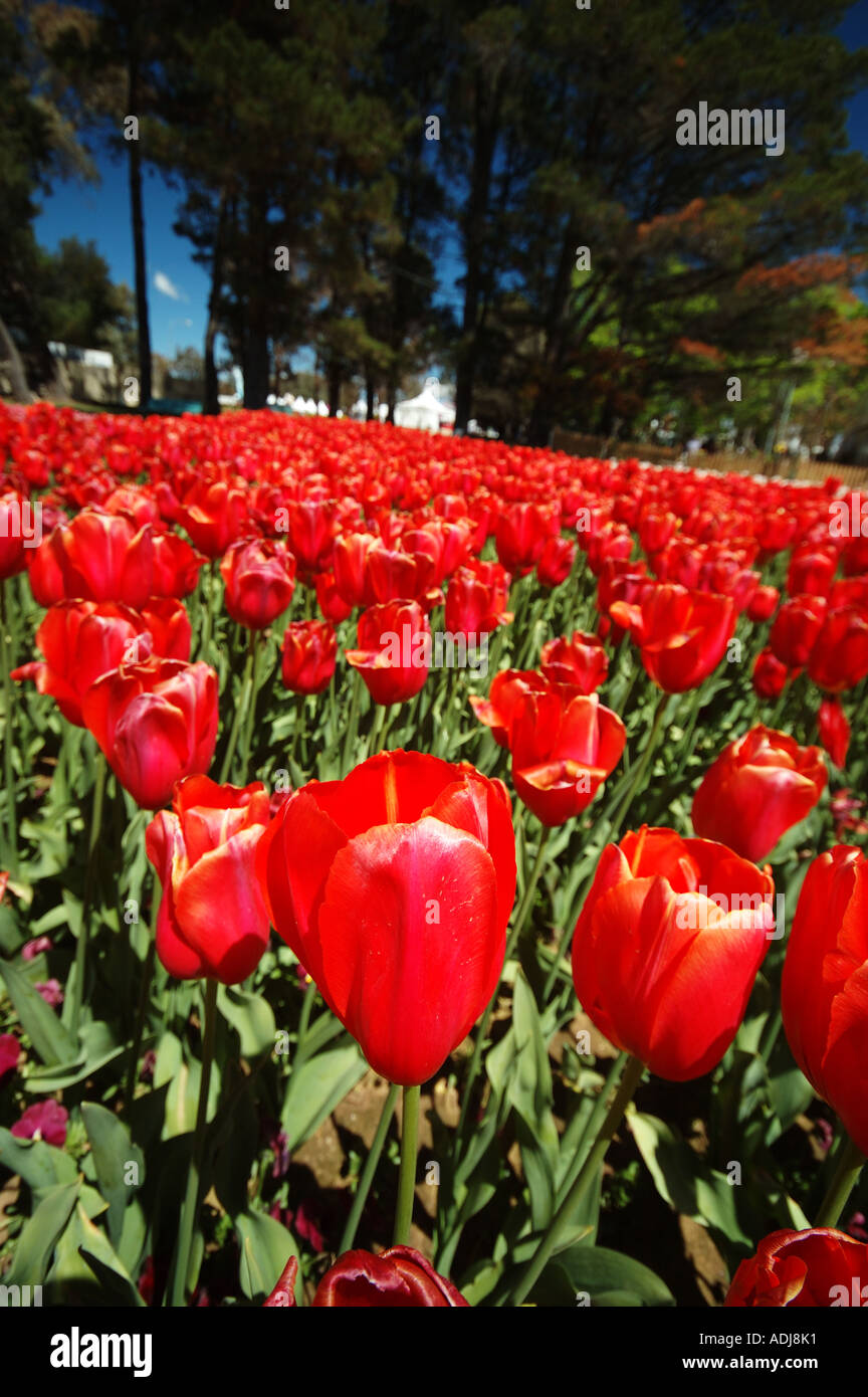 Spring red mass massed pretty picturesque hi-res stock photography and ...