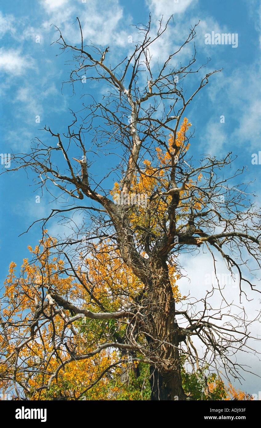 Withered trunk of a poplar tree Altai Russia Stock Photo - Alamy