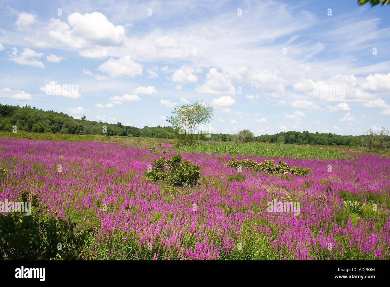 green violet field Stock Photo - Alamy