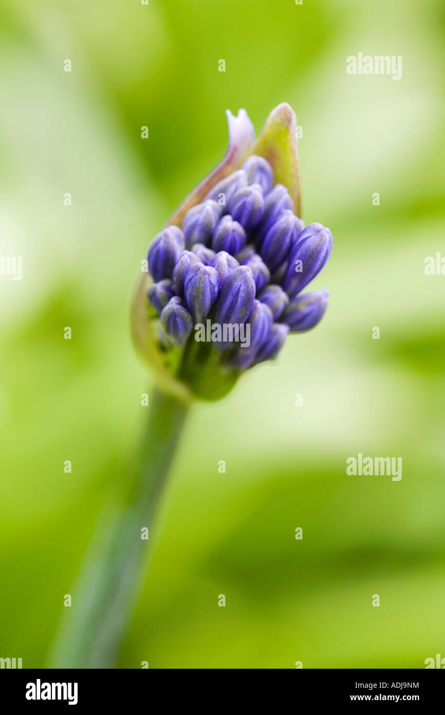 Midnight blue hi-res stock photography and images - Alamy