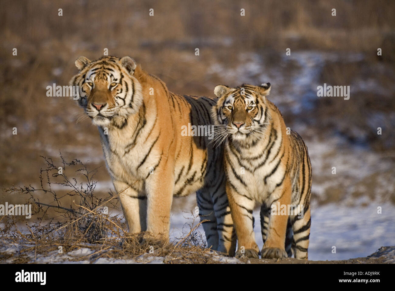 Two Siberian tigers on snow Heilongjiang China Stock Photo - Alamy