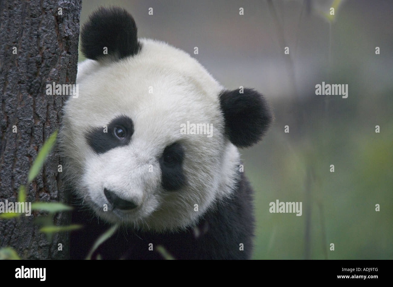 Giant panda cub behind tree hi-res stock photography and images - Alamy