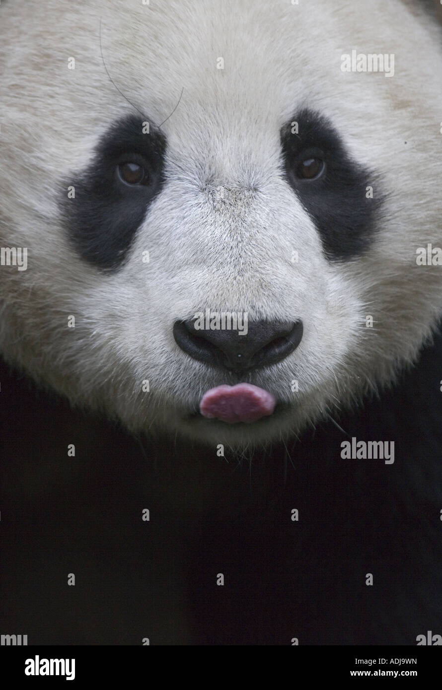 Giant Panda tongue sticking out Wolong Sichuan China Stock Photo - Alamy