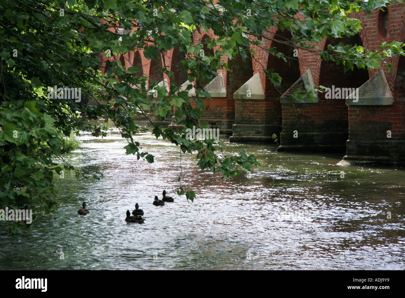 River Mole, Surrey Stock Photo - Alamy