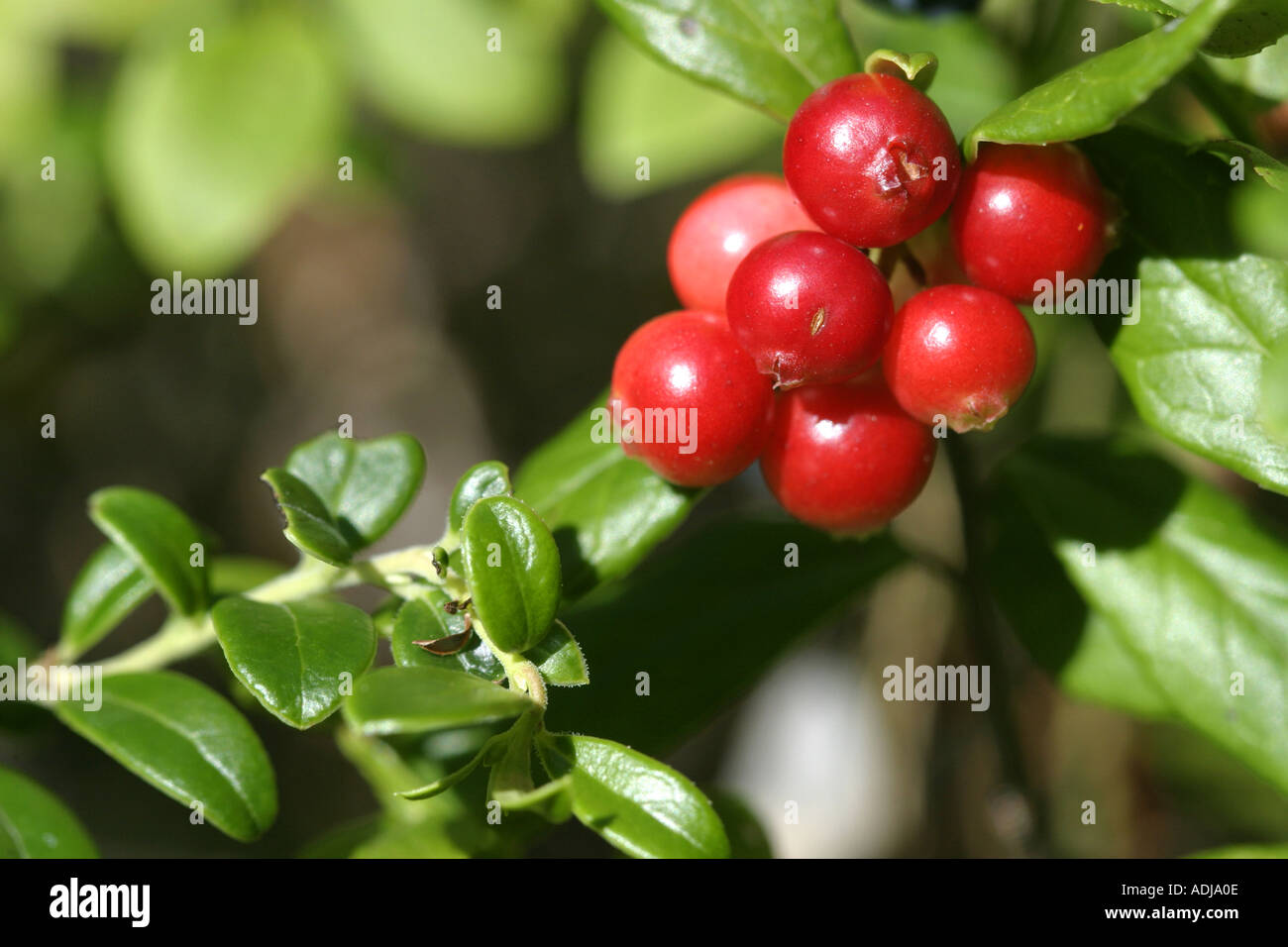 Lingonberry a low creeping evergreen shrub native to northern parts of ...
