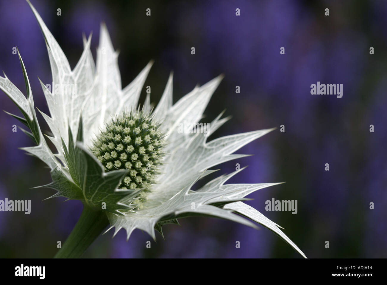 Sharp edged flower on lavender background Stock Photo - Alamy