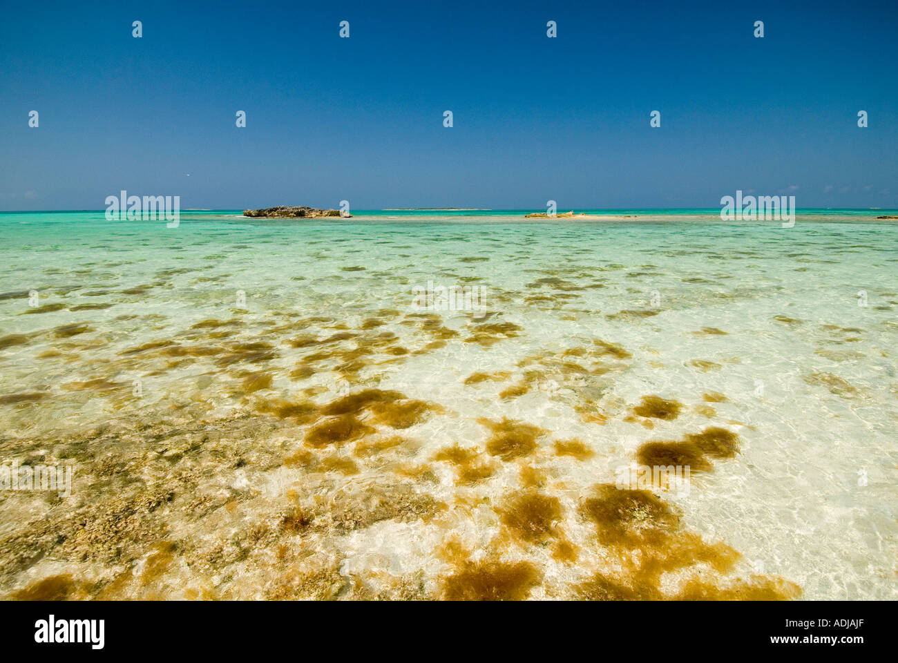 GREATER EXUMA BAHAMA Oceans emerald blue waters and flora against blue ...