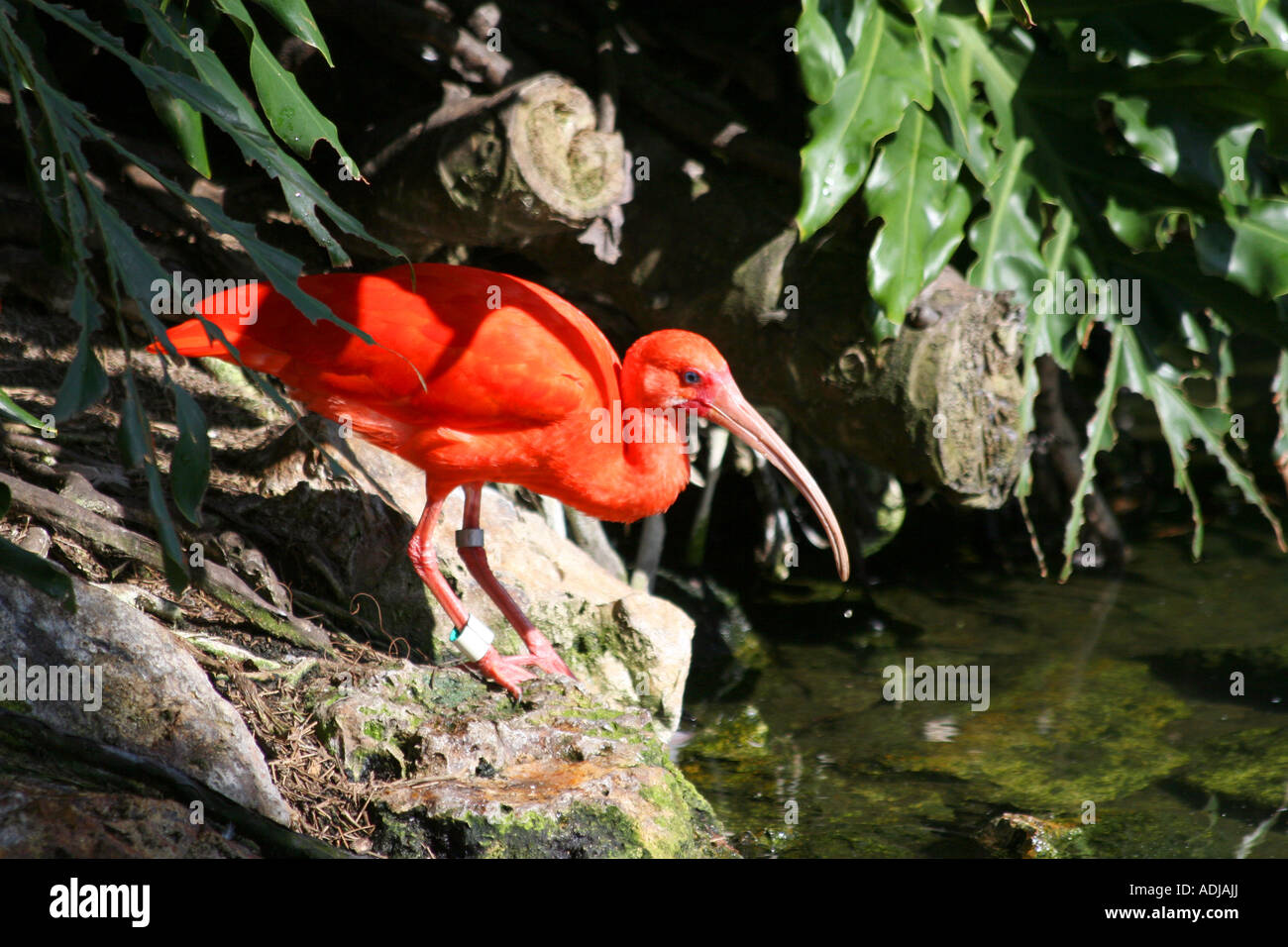 Orange Winged Bird at Waters Edge Stock Photo - Alamy