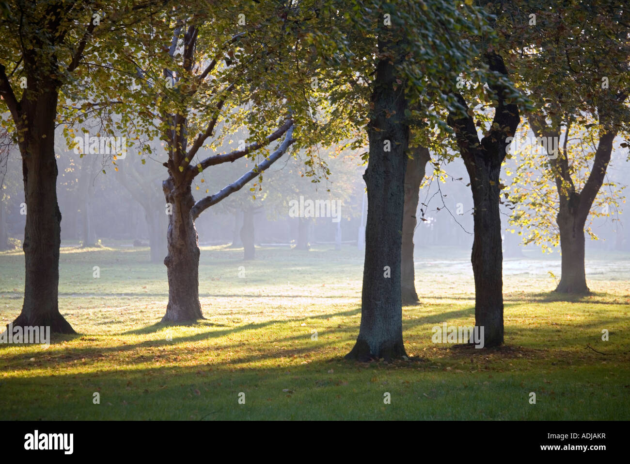 Shafts of sunlight filter through deciduous creating Silhouettes and ...