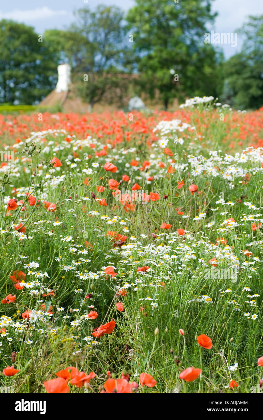 Poppy Field, poppies, Scotland Stock Photo - Alamy