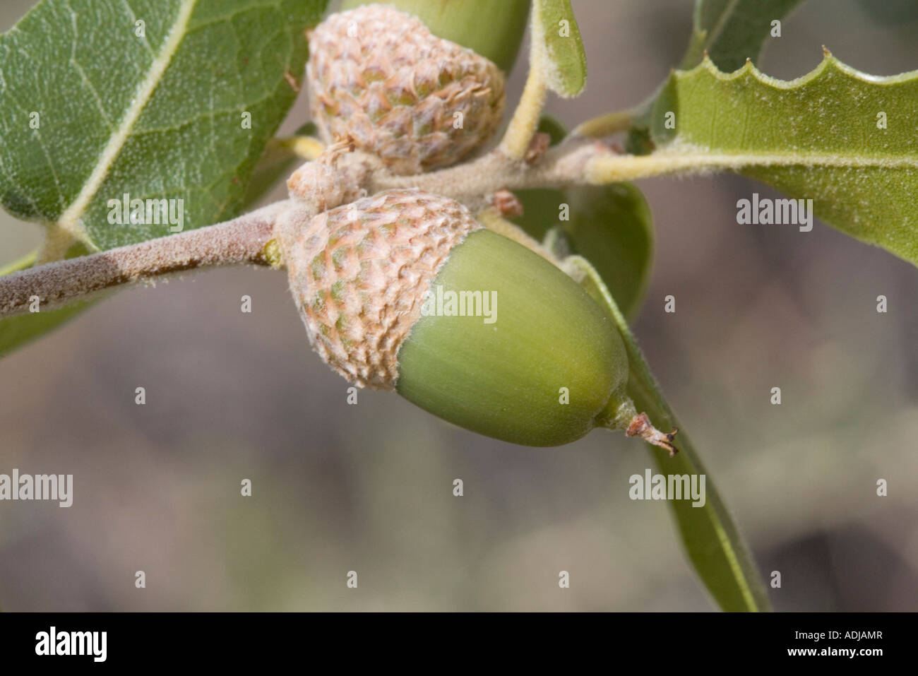Emory Oak Quercus emoryi Tucson Pima County Arizona USA 16 June ...