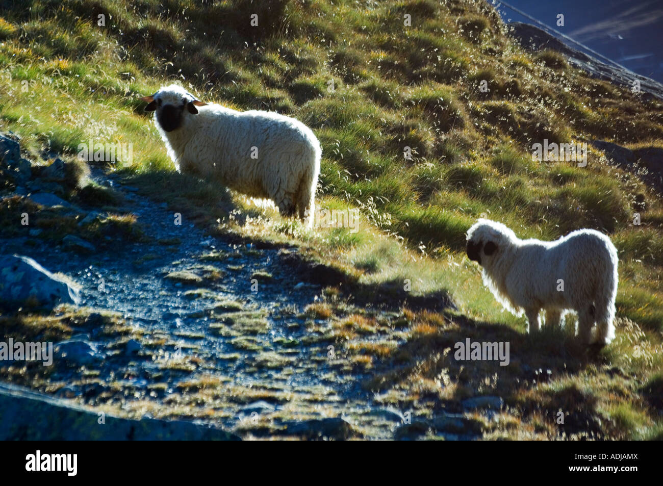 Switzerland The Valais Zermatt Alpine Resort Sheep with Halo Effect ...