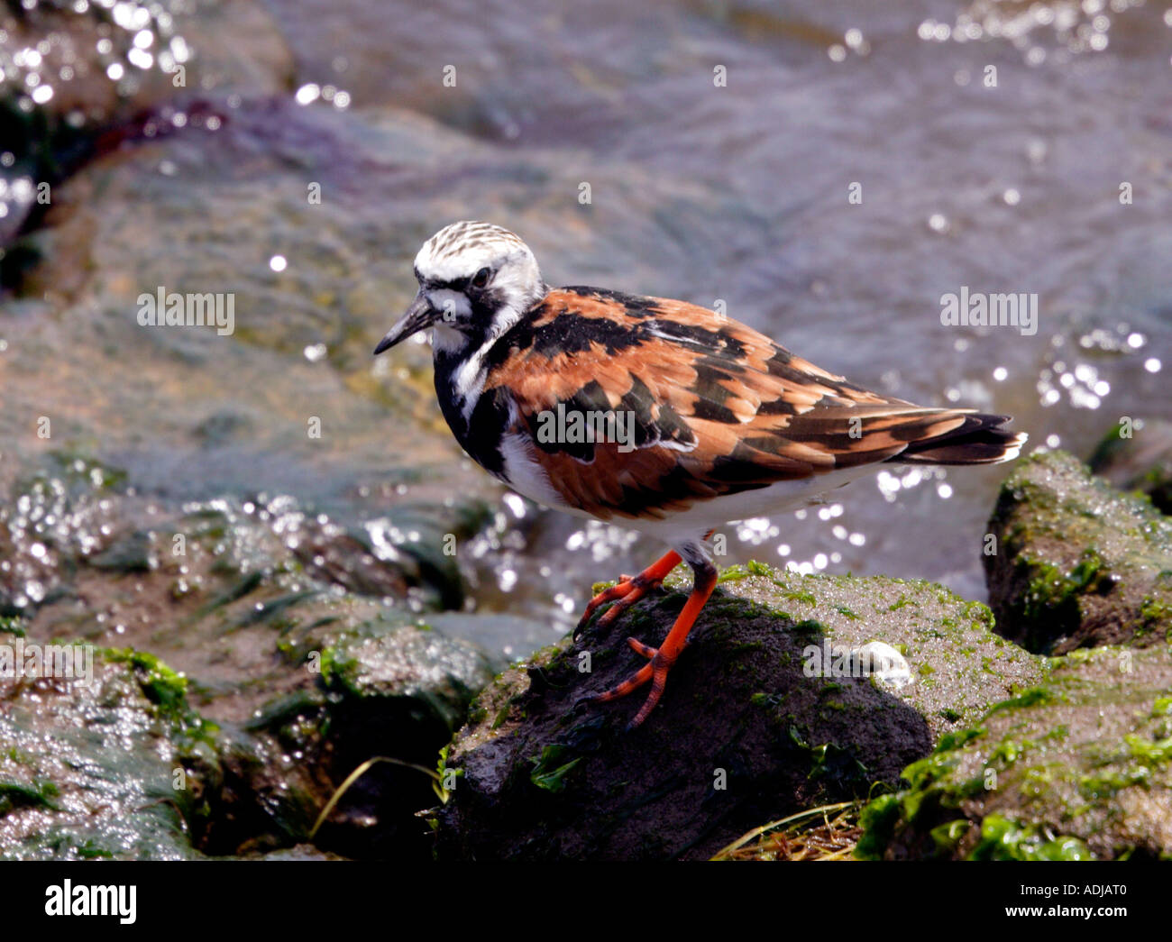 Male turnstone hi-res stock photography and images - Alamy