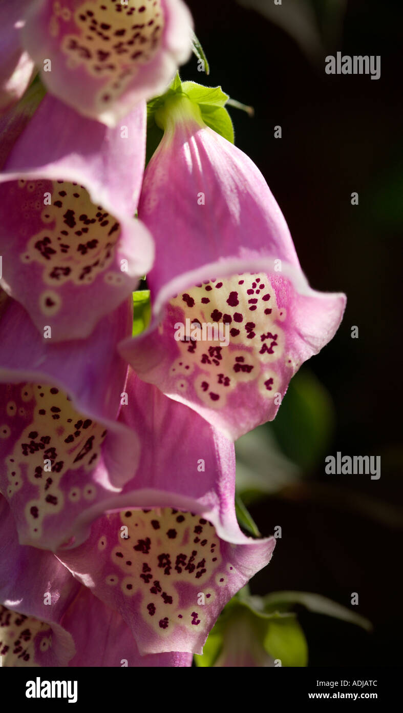 Digitalis cultivar hi-res stock photography and images - Alamy