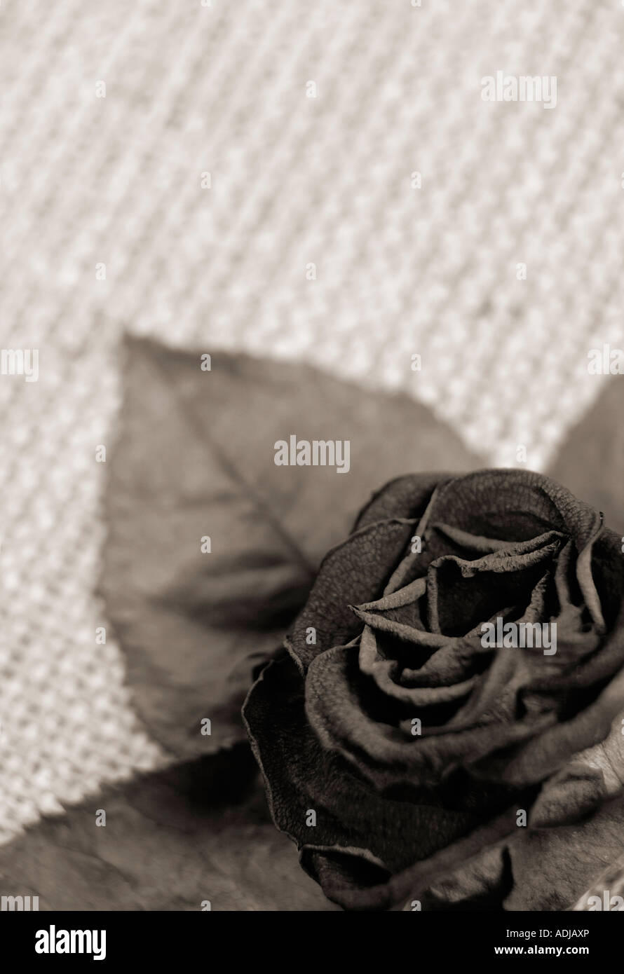 Rose patterns hi-res stock photography and images - Alamy