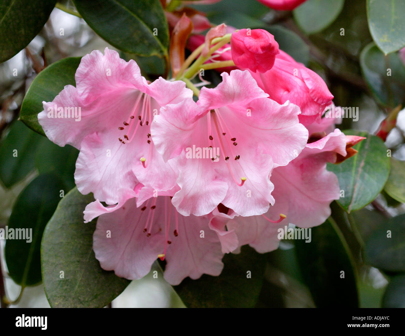 Rhododendron brocade hi-res stock photography and images - Alamy